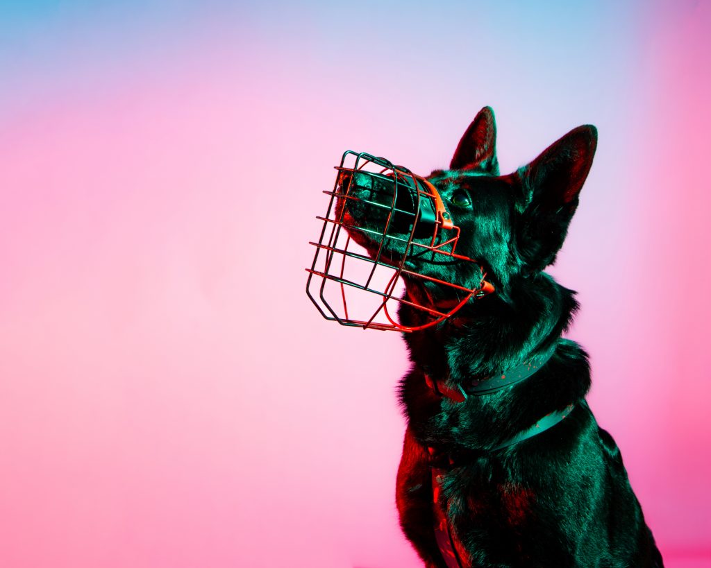Maulkorbberatung in Berlin - urbanpup by mo